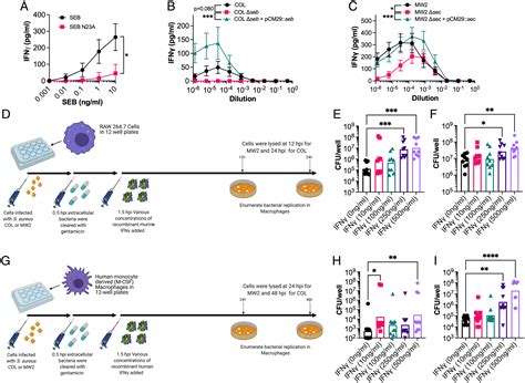 Superantigens Promote Staphylococcus Aureus Bloodstream Infection By
