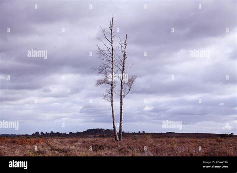 The Unique Allure Of Graceful Multi Stem Silver Birch Trees