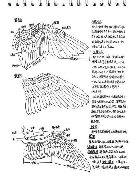 禽鸟研究合集，鸟的结构、骨骼、鸟翼排列等4雨小靜钢笔画来自小红书网页版