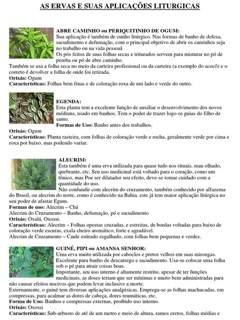 Ervas E Seus Usos Na Umbanda Pdf Alecrim Plantas