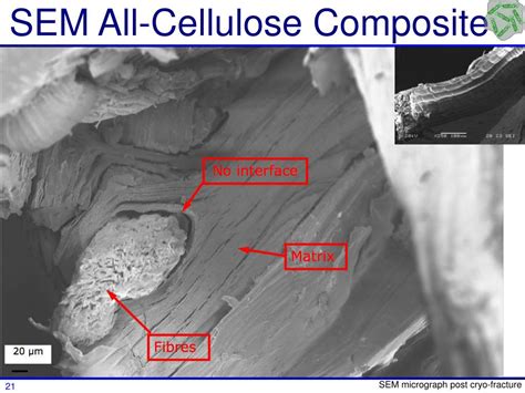 Ppt All Cellulose Hierarchical Composites Using Bacterial