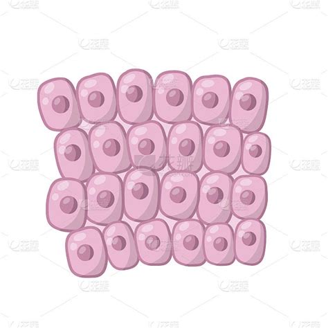 人体组织的细胞。表皮层。科学教育材料。卡通平面插图。皮肤系统。素材 花瓣网