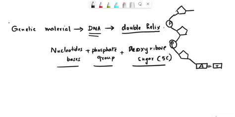 Solved The Outer Part Of Dna Is Comprised Of Nucleotides Oxyribose And Phosphene Backbone