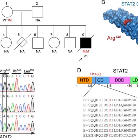 Homozygous Mutation Affecting The Coiled Coil Domain Of Stat2