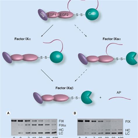 Factor Ix Activation Download Scientific Diagram