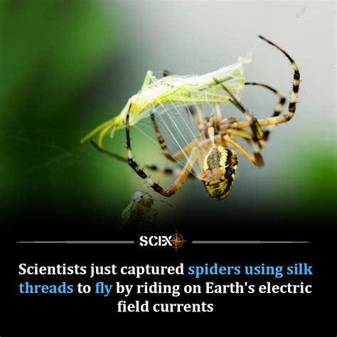 Science Spiders Can Fly Using Earths Electric Field — And We Finally