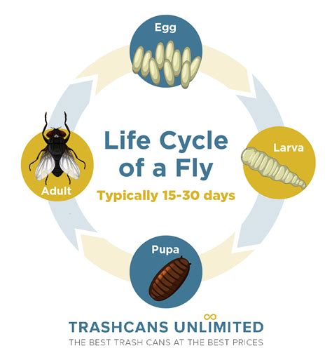 Life Cycle Of A Fly Time