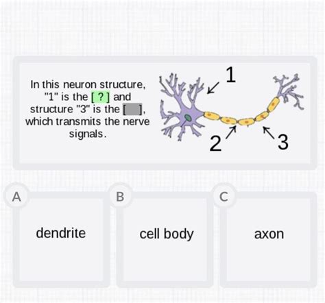 Blank Neuron Cell Diagram Blank Neuron Cell Diagram