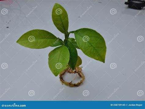 Mini Orange Tree Stock Image Image Of Natural Alicante 258739145