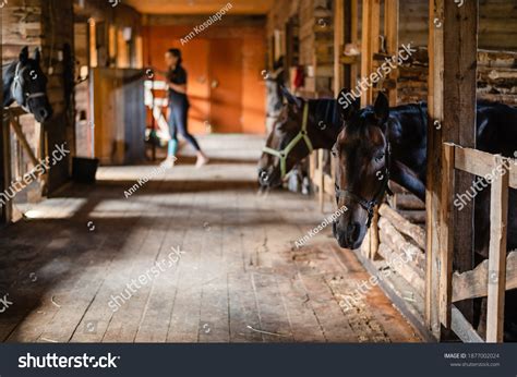 Horse Stables Inside