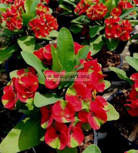 Euphorbia millii Red Millionare / эуфорбия миля Ред Миллионаре 12-25 ...