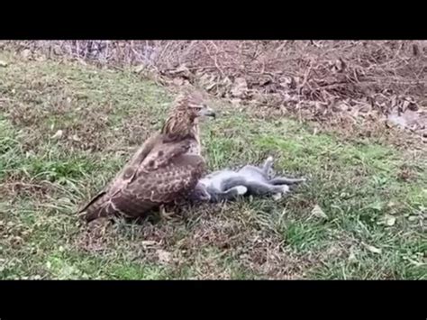 Cat Attacks Hawk