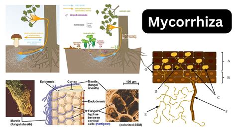 Environmental Microbiology Archives Biology Notes Online