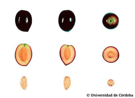 Tipos De Aceituna En España Lorieta