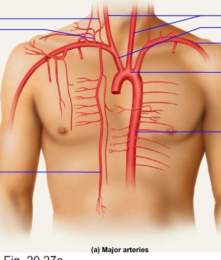 Thoracic And Neck Arteries Diagram Quizlet