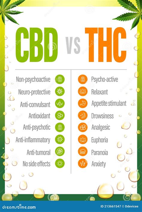 Cbd Vs Thc Poster With Comparison Cbd And Thc List Of Differences With Icons Stock Vector