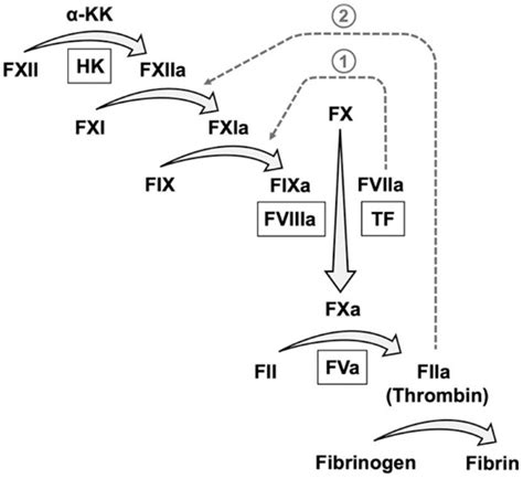 默沙东新型凝血因子xi抑制剂获fda快速通道资格财富号东方财富网