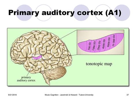 Audition Day 8 Music Cognition Harry Howard Tulane University Ppt