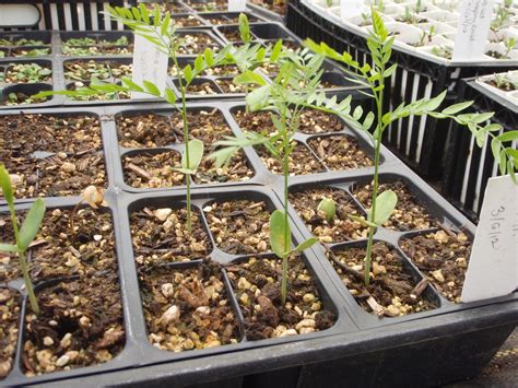 About Us Montana Plants