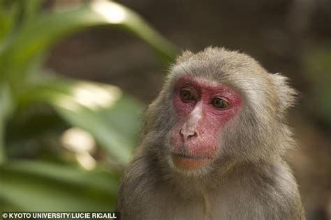 Red Faces Of Japanese Macaques Do Not Indicate Fertility Scientists