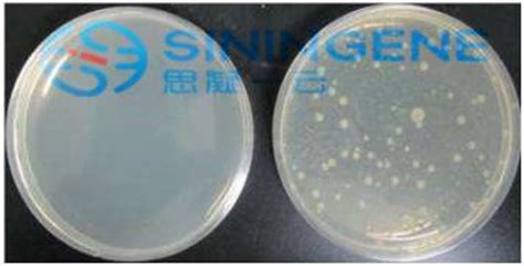 核酸清除剂 思凝一云 官网