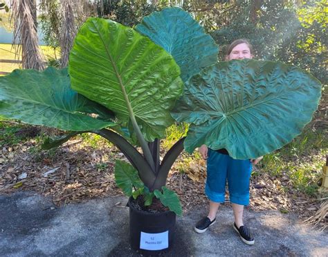 Dark Star Elephant Ear Care At Diane Straub Blog