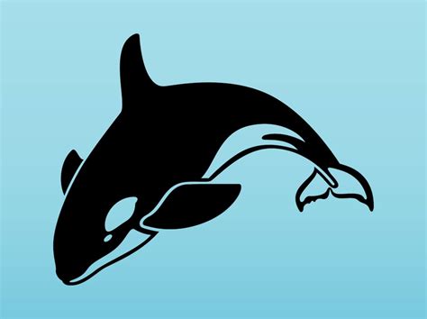 Orca Vector Vector Art And Graphics