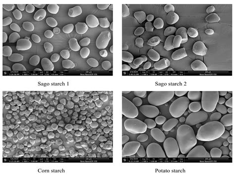 Sodium Starch Glycolate Ssg From Sago Starch Metroxylon Sago As A