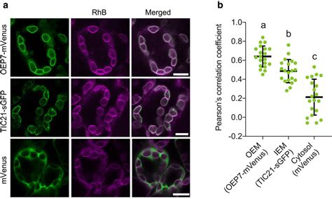 Colocalization Analysis Of Rhb With The Oem And Iem Visualized Using Download Scientific