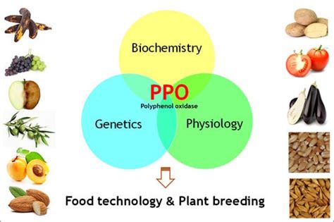 Polyphenol Oxidases In Crops Biochemical Physiological And Genetic