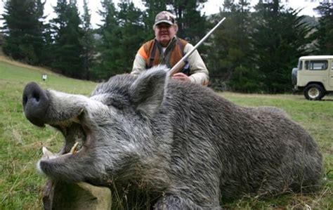 Boar Hunting Trips In Newzealand With Best Outfitter Spey Creek Trophy