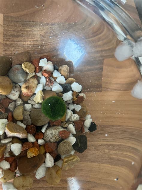 White Particles Floating In The Water R Marimo