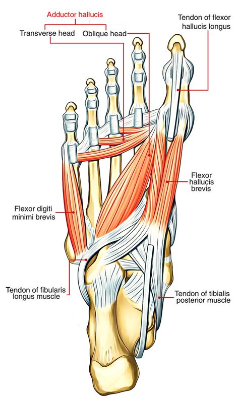Adductor Hallucis Foot