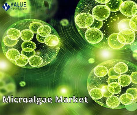 Microalgae Microalgae Chemical Material Business Opportunities