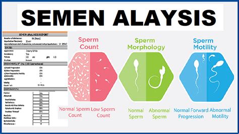 Semen Analysis Explained How To Read The Report