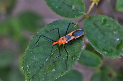 Beware The Lethal Assassin Bug Critter Science