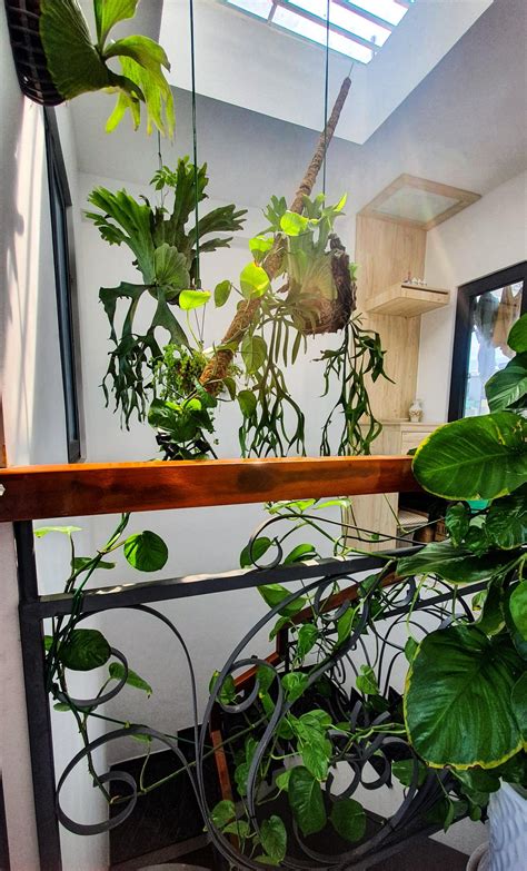 So Proud Of My Small Atrium View R Houseplants