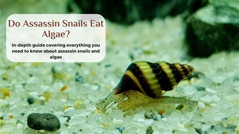 Do Assassin Snails Eat Algae The Strange Diet Of Killer Snails • Snail Professor
