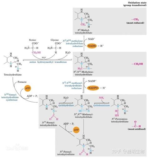 氨基酸分析新突破！鹿明生物lc Msms，高通量定量100种氨基酸！ 知乎