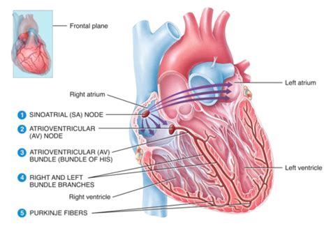 Electrical Conducting System Of The Heart Flashcards Quizlet