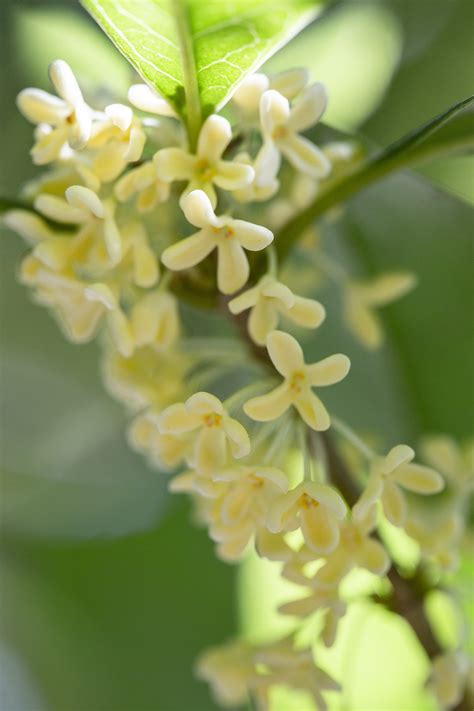 China Hangzhou Osmanthus Fragrans Foto Gratis En Pixabay Pixabay