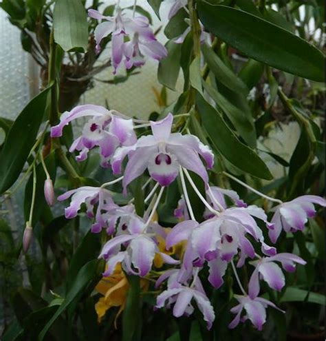 Dendrobium Linawianum Par Frédéric Orchids Beautiful Flowers