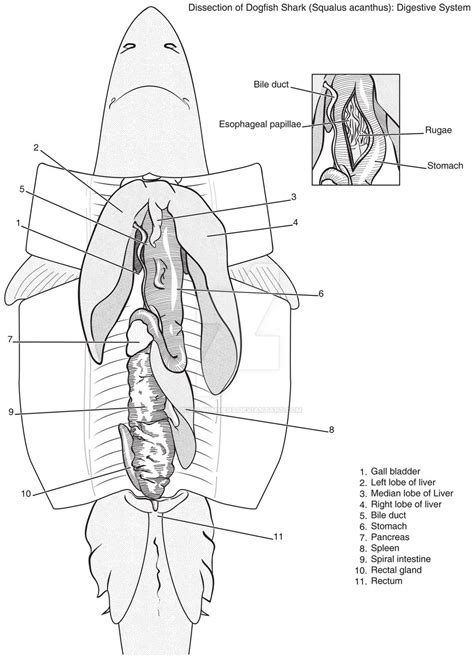 Shark Digestive System