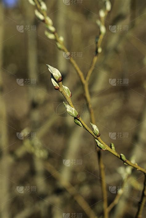 第一个春天温柔地长出了叶子、嫩芽和树枝