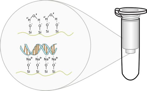 10 6 Dna Isolation Sequencing And Synthesis Biology Libretexts