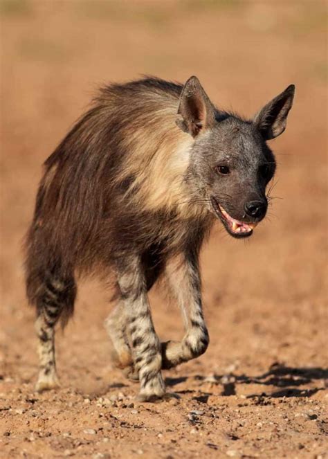 22 Brown Hyena Facts Habitat Diet Strandwolf Size Storyteller Travel