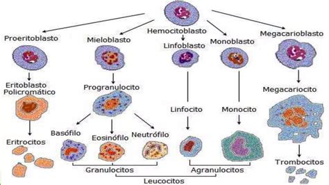 Tejidos Conectivos Pptx Bone And Joint Conditions Diseases And