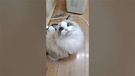 我的布偶猫有了新毛病，吃饭非要我喂。 布偶猫 Cat Cute 喵星人 Kitten Cutecat Youtube