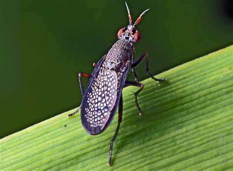 Photo 96488 Coremacera Marginata