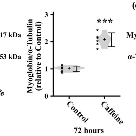 Effect Of Caffeine On The Gene And Protein Expression Of Myoglobin In